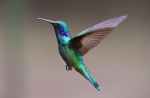 Haiku Poem: Hummingbirds – Conform to Jesus