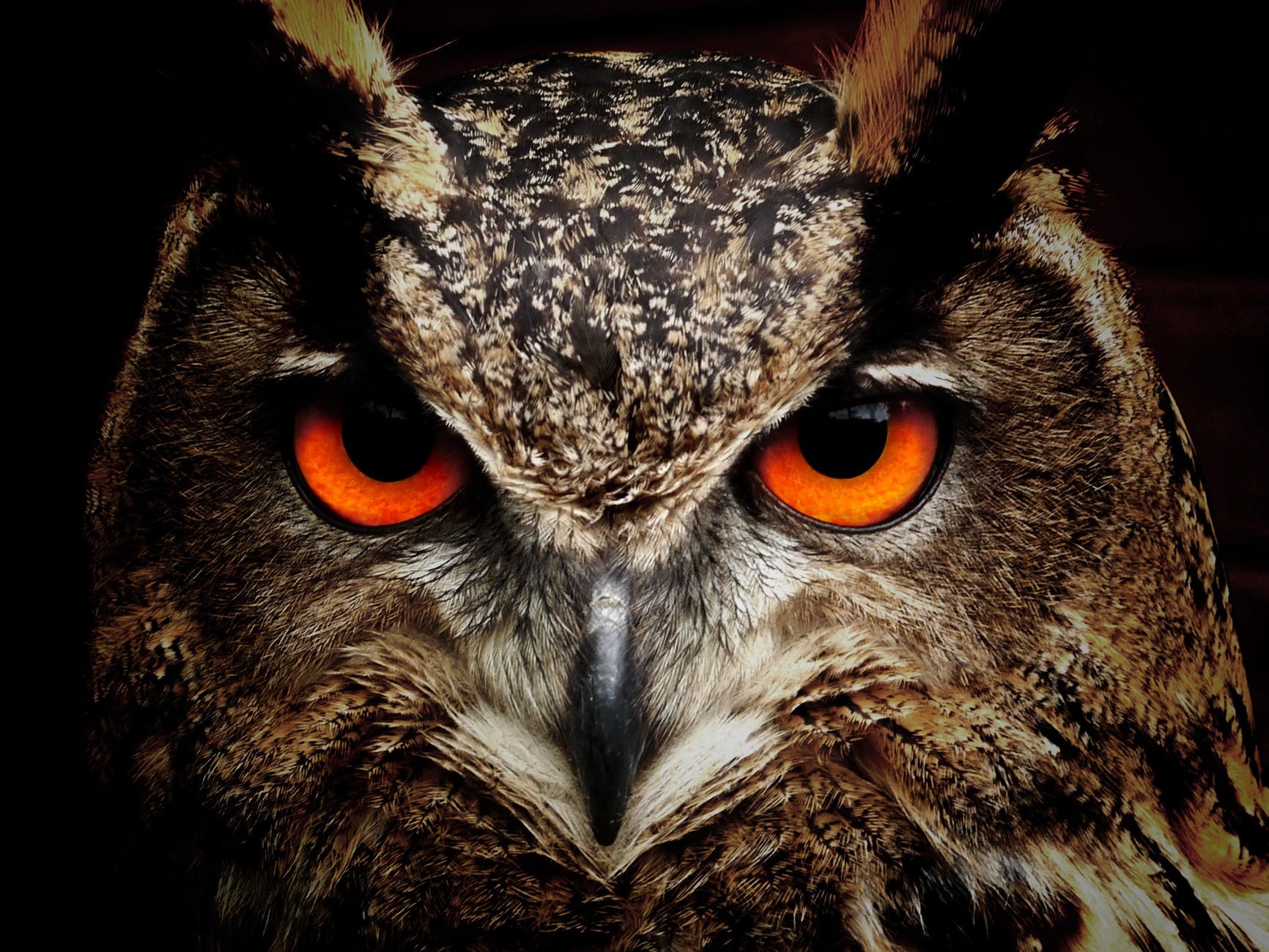 Haiku Poem: Wise Night Owl – Conform to Jesus