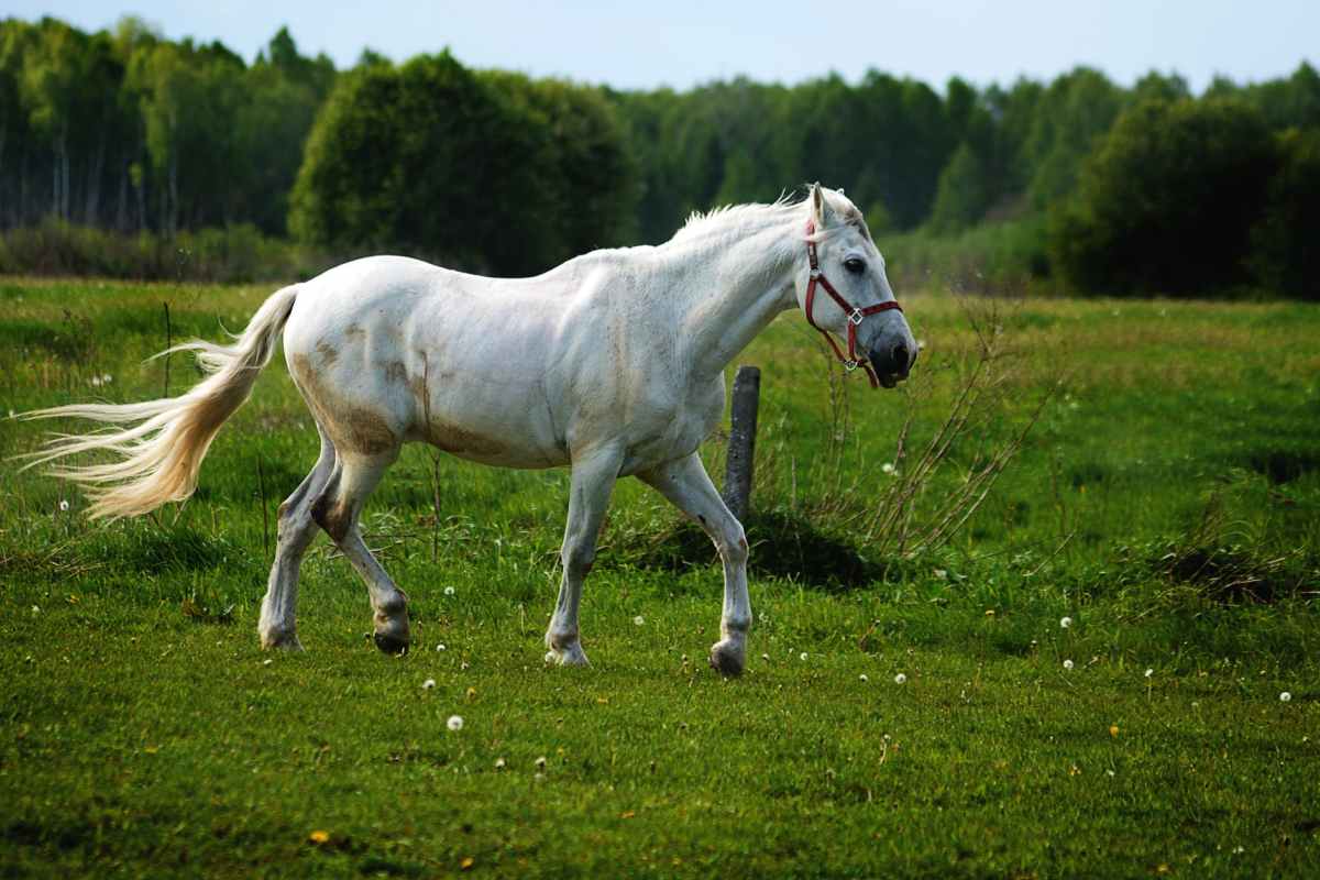 Haiku Poem: Free Spirited Joy – Conform to Jesus
